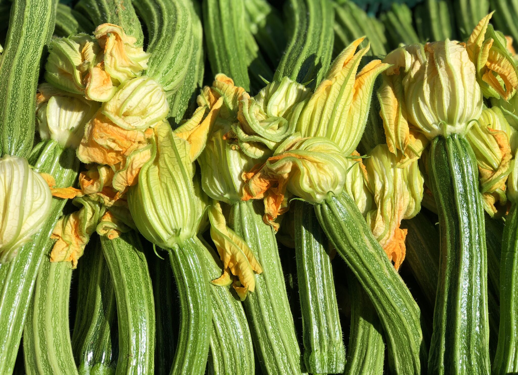 ZUCCHINE ROMANESCHE COL FIORE BIO - 1 kg - vendita online - Azienda ...