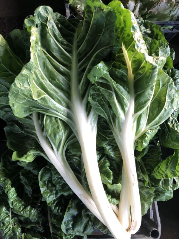 BIETA DA COSTA BIOLOGICA - vendita online - Azienda Agricola Boccea