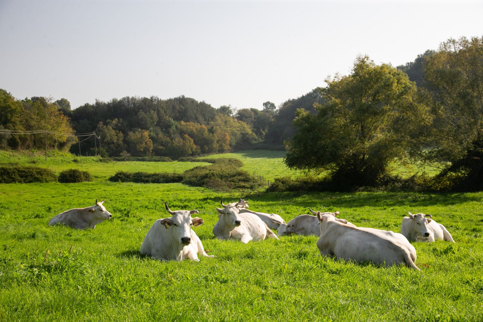 L’erba, 1000 modi di vedere un pascolo - Azienda Agricola Boccea